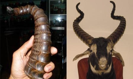 Sự thật quanh chiếc sừng "dinh rắn" trị bách độc | Báo điện tử An ninh ...