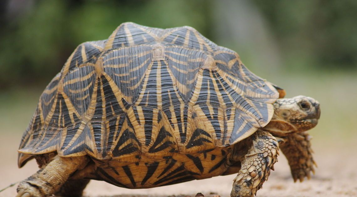 Loài rùa đẹp nhất thế giới, nhiều người Việt lùng mua | Báo điện tử An ...