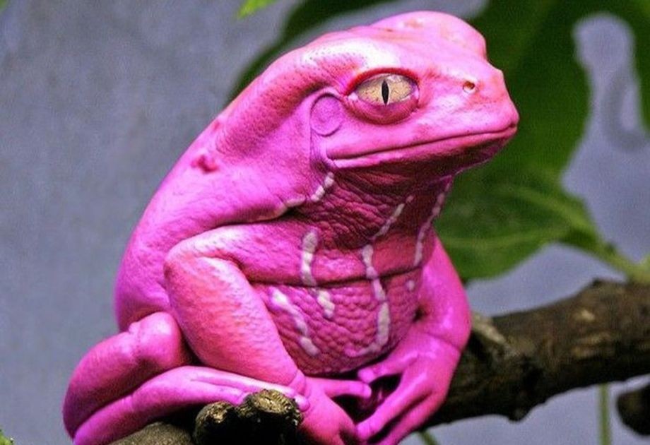 Những loài động vật có hình thù kì dị nhất thế giới | Báo điện tử An ...