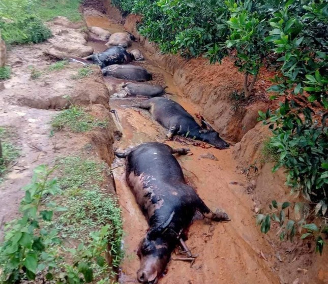 Trở về sau bão, phát hiện cả đàn trâu 8 con đã chết, nghi sét đánh ...