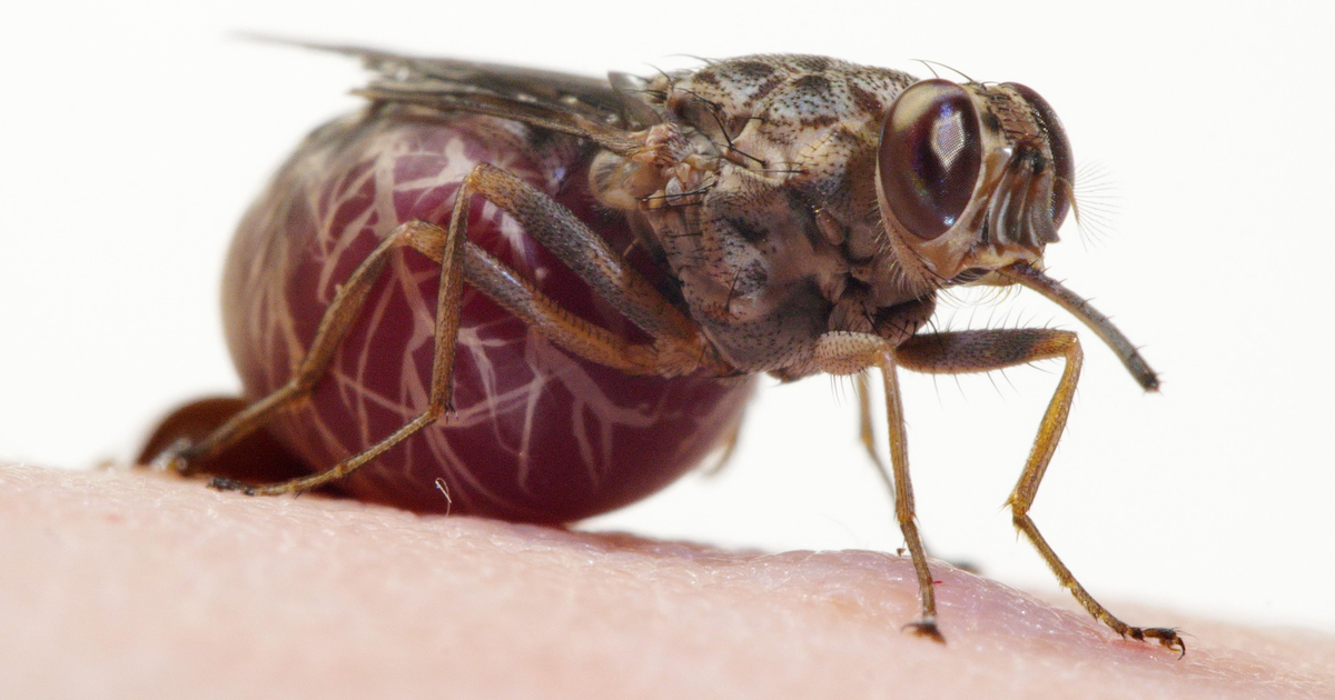 Những loài côn trùng chứa độc chết người nguy hiểm nhất thế giới | Báo ...