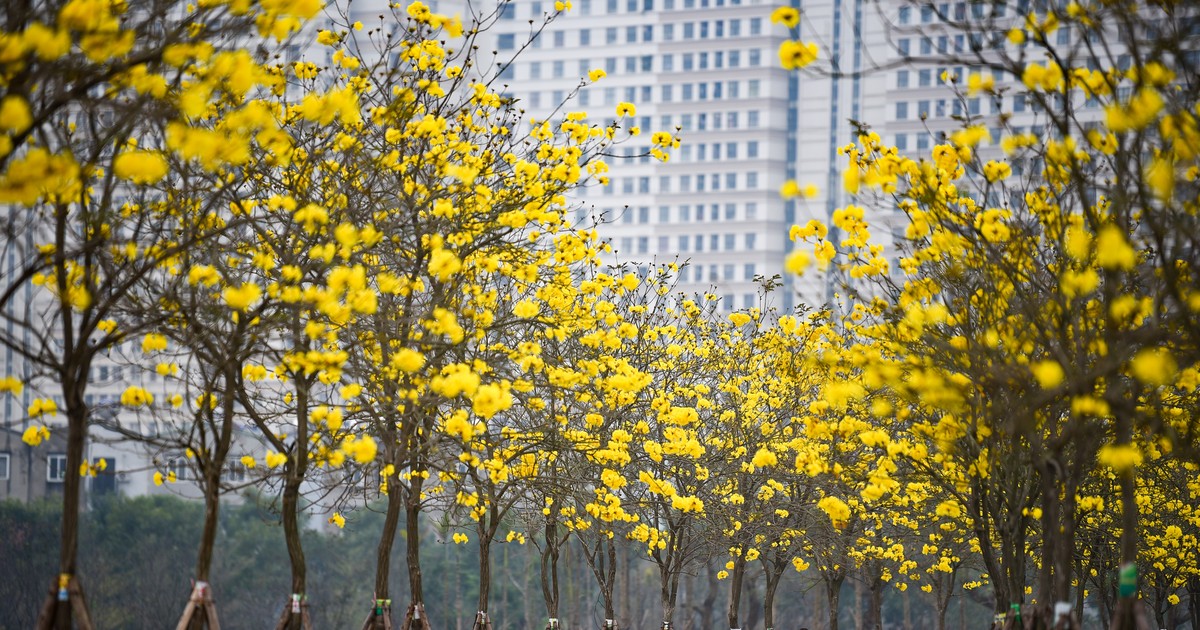 Ngắm đường hoa phong linh đẹp như tranh vẽ ở Hà Nội | Báo điện tử An ...