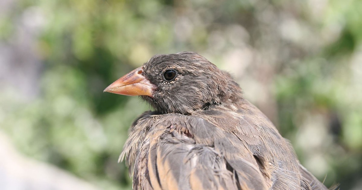 Loài chim "ma cà rồng" chuyên uống máu đồng loại để tồn tại | Báo điện ...