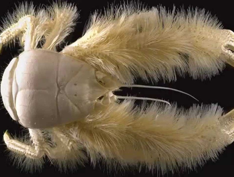 [ẢNH] Những sinh vật "đặc dị" nhất dưới đáy đại dương | Báo điện tử An ...