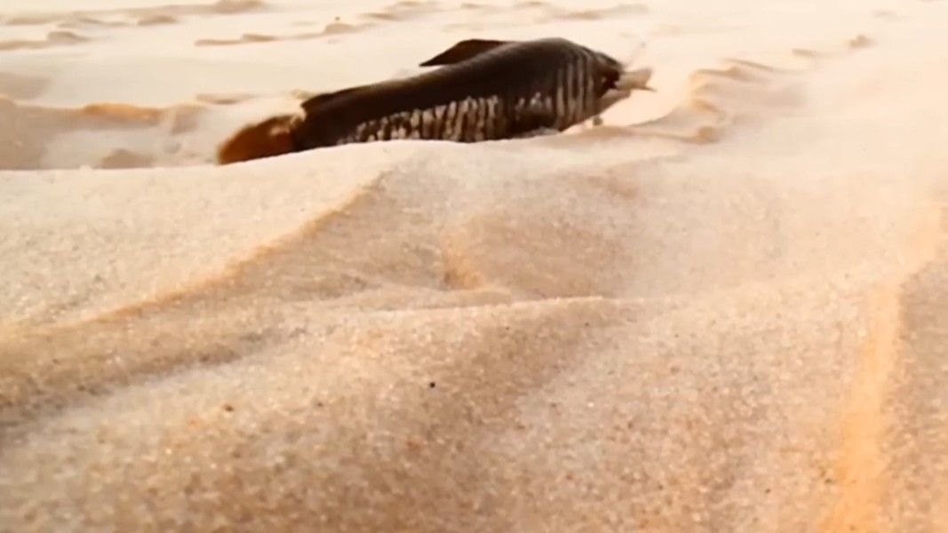 Sa mạc độc đáo, đẹp nhất thế giới, nơi có những con cá "bơi" trên cát ...