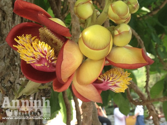 Chiêm ngưỡng hoa Sala, hoa Vô ưu tuyệt đẹp và ý nghĩa | Báo điện tử An ...