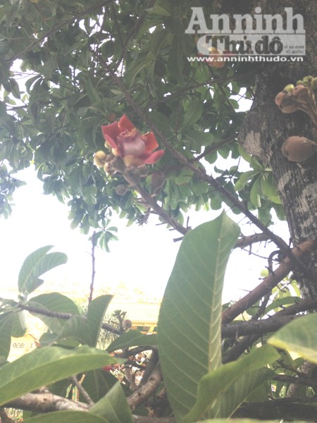 Chiêm ngưỡng hoa Sala, hoa Vô ưu tuyệt đẹp và ý nghĩa | Báo điện tử An ...