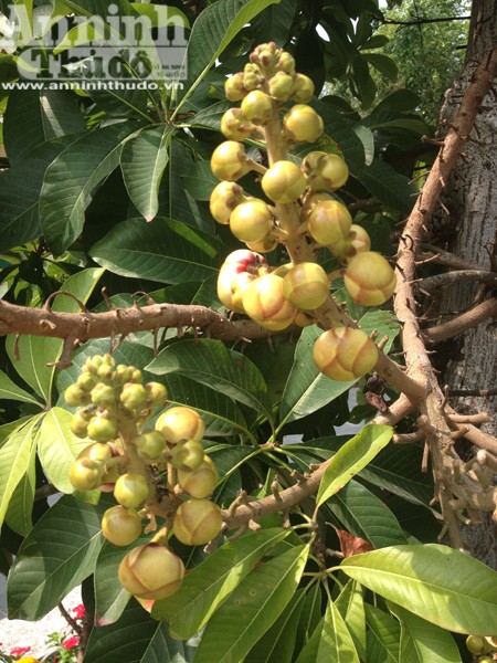Chiêm ngưỡng hoa Sala, hoa Vô ưu tuyệt đẹp và ý nghĩa | Báo điện tử An ...