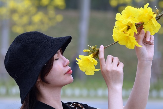 Ngắm đường hoa phong linh đẹp như tranh vẽ ở Hà Nội | Báo điện tử An ...